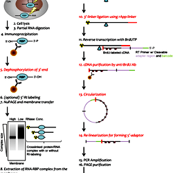 Schematic workflow of optimized CLIP.