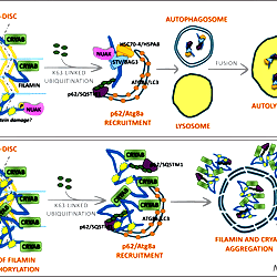 Model for NUAK function.