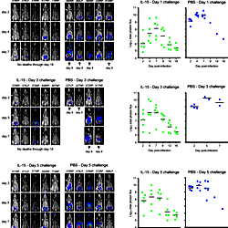 VACV challenge of IL-15-treated CAST mice.