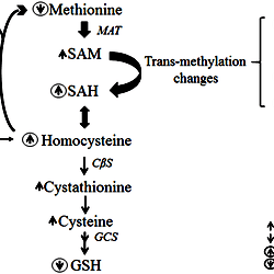 Summary of changes in the methionine cycle, transsulfuration pathway ...