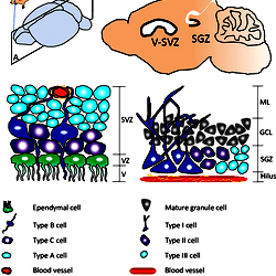 Subventricular Zone Mouse Brain