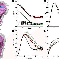 Standard analysis of SAXS data.