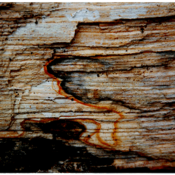 Bleached and pigmented wood after fungal infection in nature.