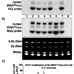 Evidence against a hyper-restriction model for TRIT1.