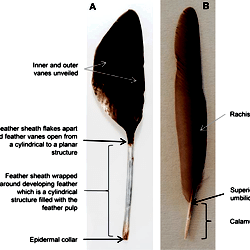 Morphology of a growing feather.