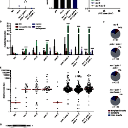 Genome protection by REV-3 and the Y-family of TLS polymerases.