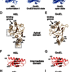 Comparison of the structures of ɸEL and GroEL.