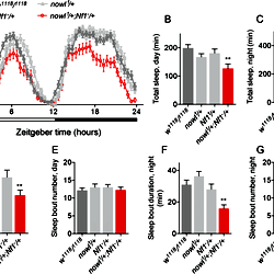 Interactions between nowl and Nf1 suggest that they act on a common ...
