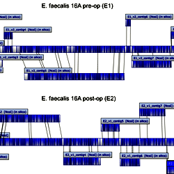 Alignment of scaffolds to optical maps.