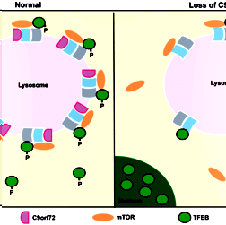 The schematic diagram for the role of C9orf72 in the regulation of Rag ...