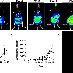 2D IVIS imaging tracked tumor growth over time, and 3D IVIS imaging ...