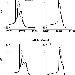 Short term dynamics of the PR and edPR models.