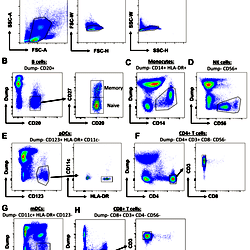 Flow cytometry gating strategy.