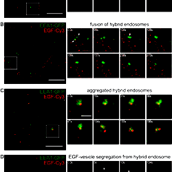 The EEA1-cycle in living HeLa cells expressing EEA1-GFP.