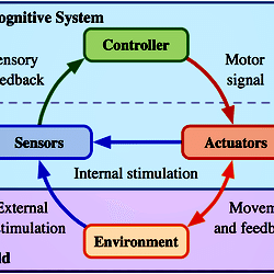 Sensorimotor loop.