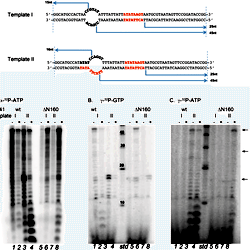 Comparisons of promoter strength and structure.