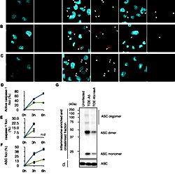 NleA suppresses formation of the inflammasome.