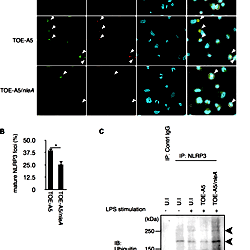 NleA reduces formation of mature NLRP3 inflammasomes.