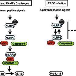 Proposed function of NleA as an inhibitor of NLRP3.
