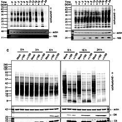Puromycin labeling of nascent polypeptides.