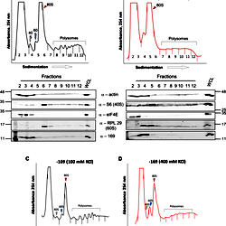 Accumulated 80S monosomes do not dissociate in high salt.