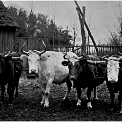 Draught oxen from Skedstad Parish on Öland Island in Sweden, at the ...