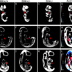 Signal intensity maps highlight regions of the Dll4 mutant mice that ...