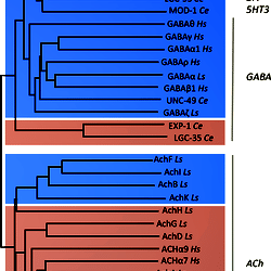 Phylogenetic comparisons of ion channel domains of members of the Cys ...