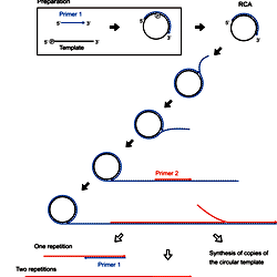 Rolling circle amplification (RCA) showing the circularized template ...