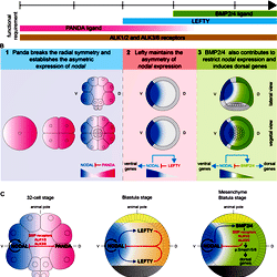 Model of D/V axis formation: The sequential activities of Panda, Lefty ...