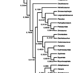 "Allcompat" consensus tree from the Bayesian analysis using the ...