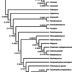 "Allcompat" consensus tree from the Bayesian analysis using the ...