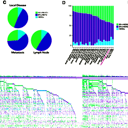 Overview of clinical and genomic data.