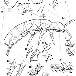External morphology.