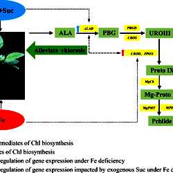 The key synthetic sites of Chl biosynthesis under Fe deficiency and ...
