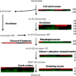 Schematic illustration of sucrose to starch synthesis pathway.