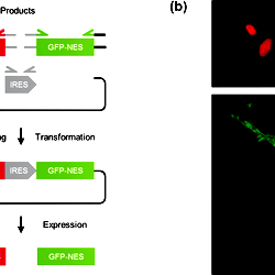 4-fragment assembly.