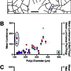 Polyp size and position.