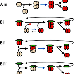 ParB activation mechanisms.