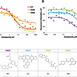 Confirmation of HTS candidates by FP competition assay.
