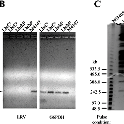 Molecular characterization of the LbrC and LbrM clinical isolates.