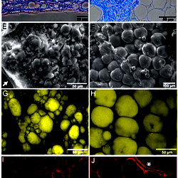Morphological features of hrAT.