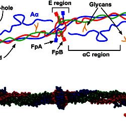 The fibrinogen molecule.