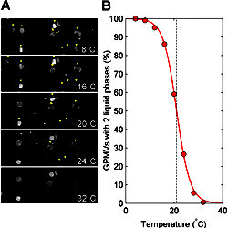 GPMVs from RBL-2H3 exhibit a broad distribution of miscibility ...
