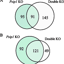 Numbers of common genes that are deregulated by Psip1 and Psip1/Hdgfrp2 ...