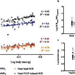 Metabolic scaling relationship between basal and maximal oxygen ...