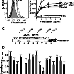 P. aeruginosa binds the terminal complement regulator vitronectin.