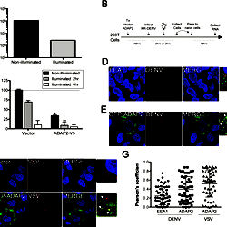 ADAP2 restricts DENV entry.