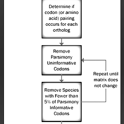 Flow chart for the parsimony analysis.