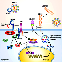 Schematic model of TREM2 regulation of PRRSV infection.